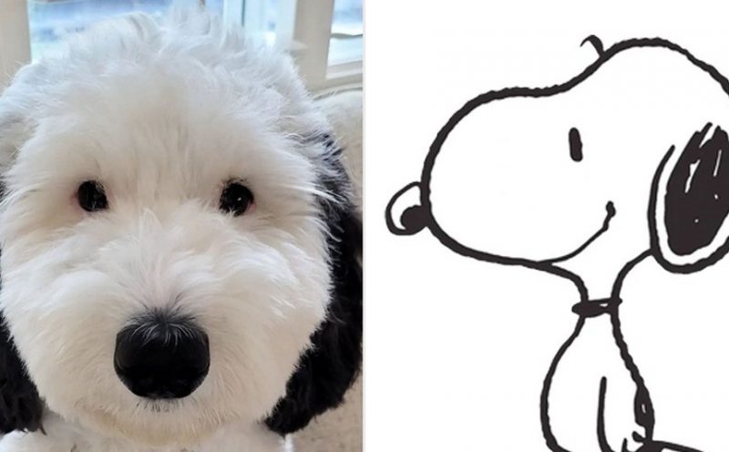 La tierna perrita que se hizo viral en redes sociales por su increíble ...