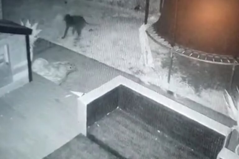 El video de un perro jugando en el patio de una casa con otro can de ...